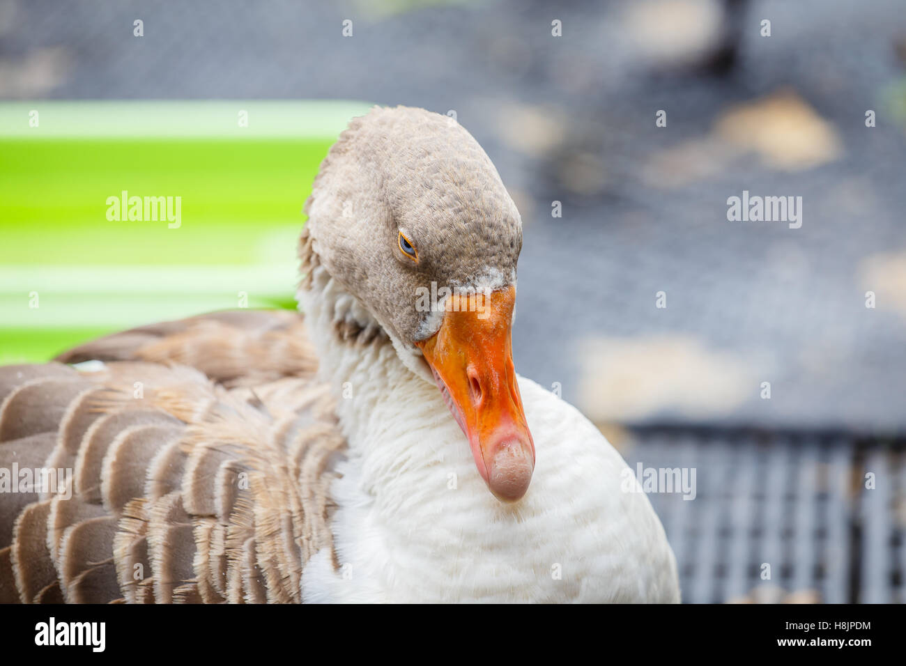 Closeup duck head portrait Stock Photo - Alamy