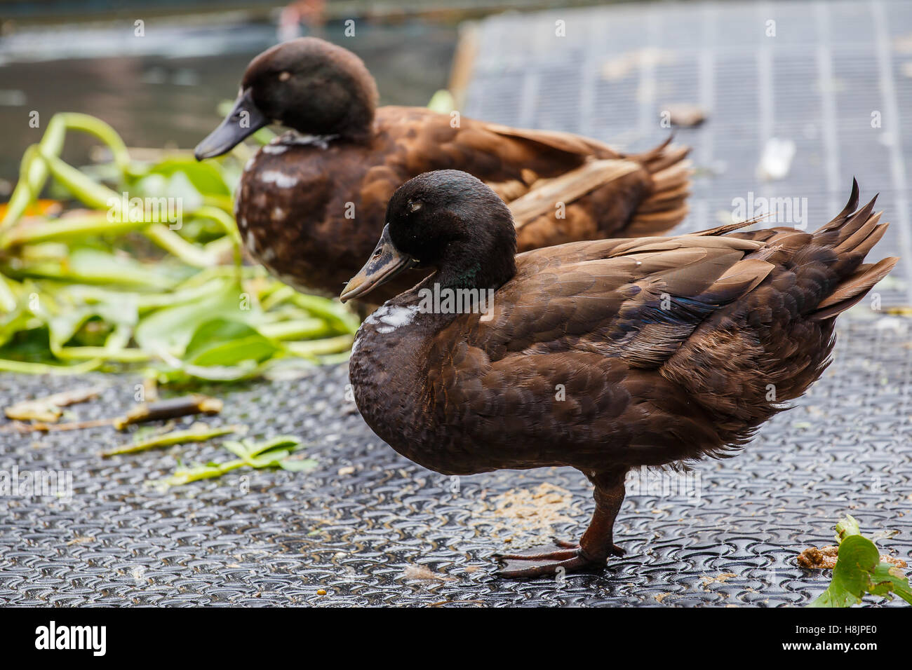 Closeup duck portrait Stock Photo - Alamy