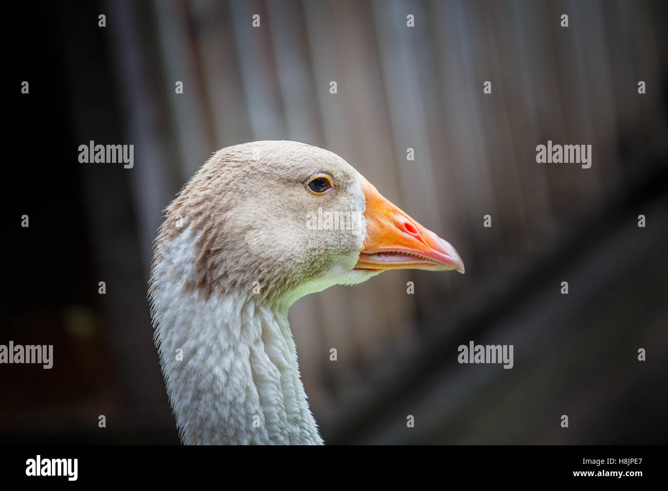 Closeup duck head portrait Stock Photo - Alamy