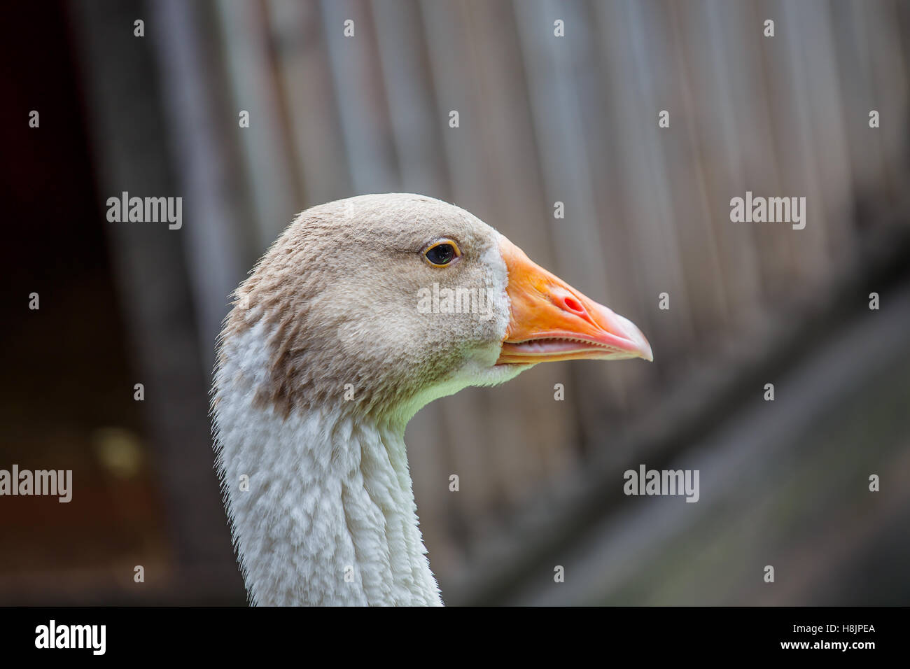 Closeup duck head portrait Stock Photo - Alamy