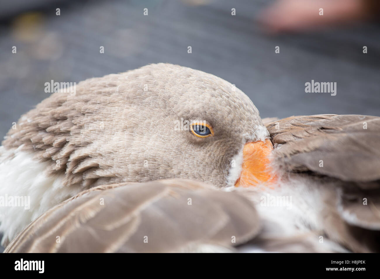 Closeup duck head portrait Stock Photo - Alamy