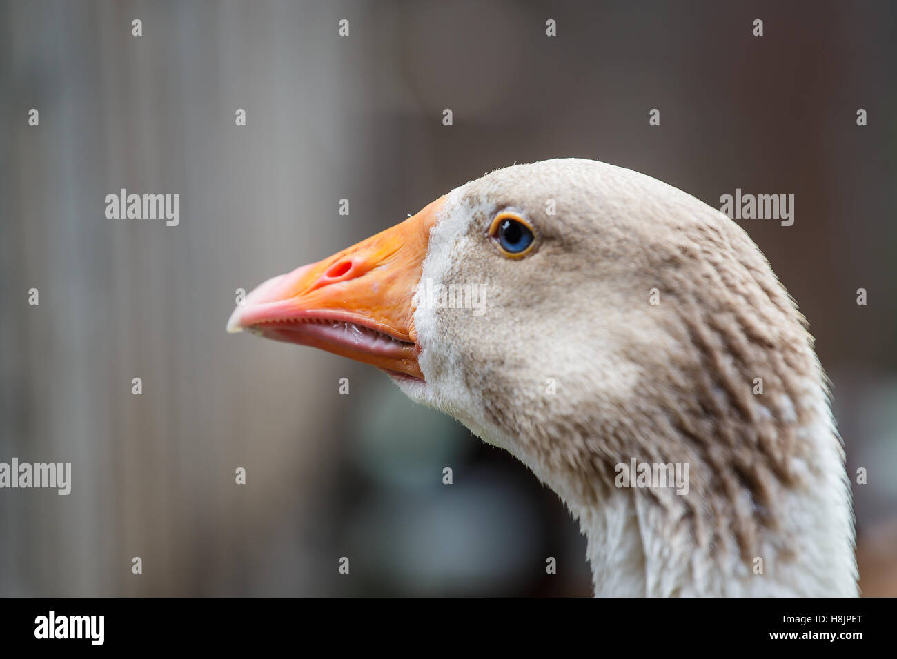 Closeup duck head portrait Stock Photo - Alamy