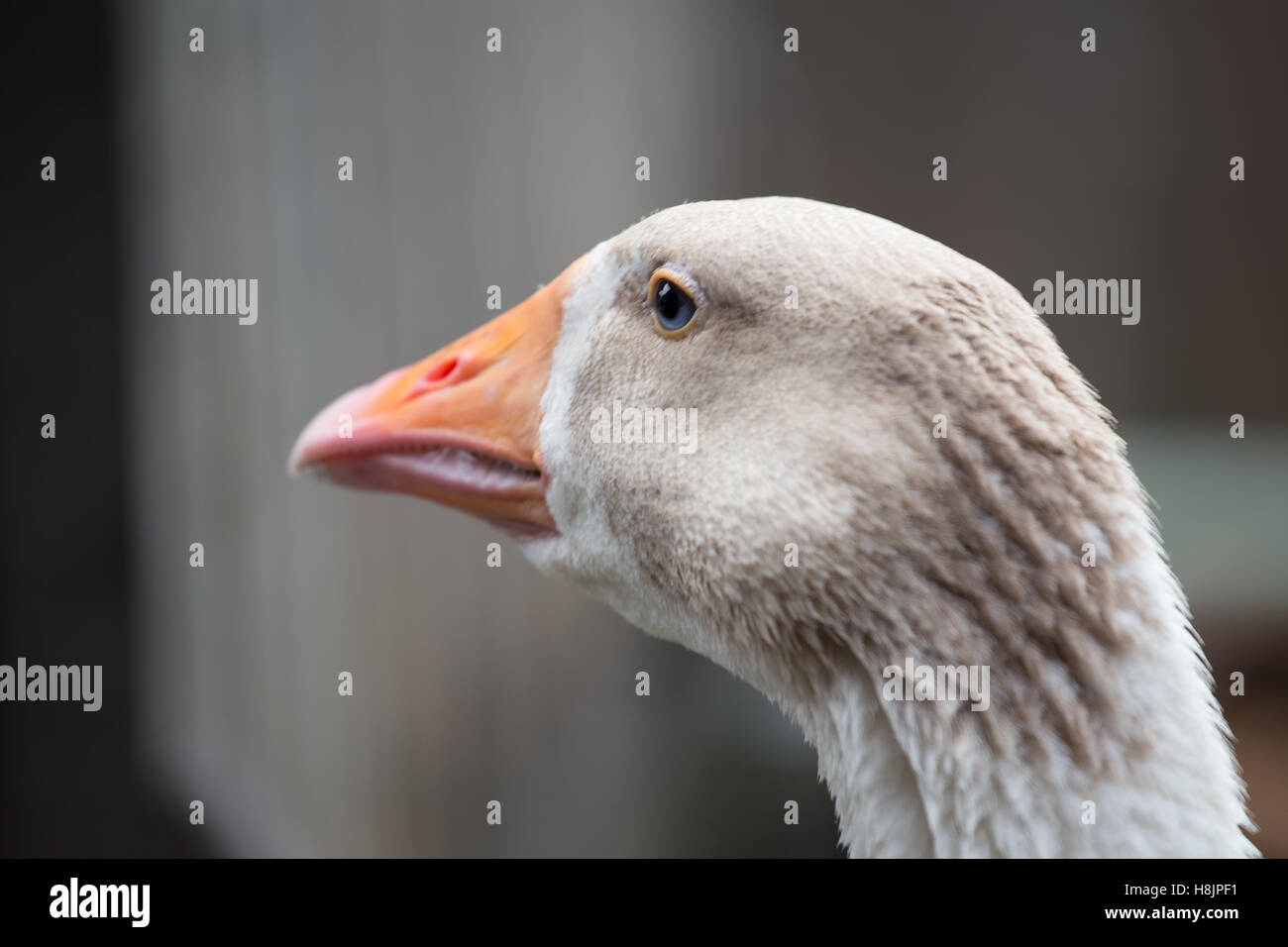 Closeup duck head portrait Stock Photo - Alamy
