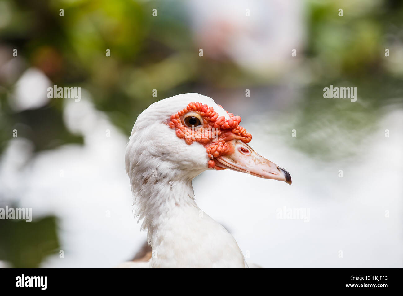 Closeup duck head portrait Stock Photo - Alamy