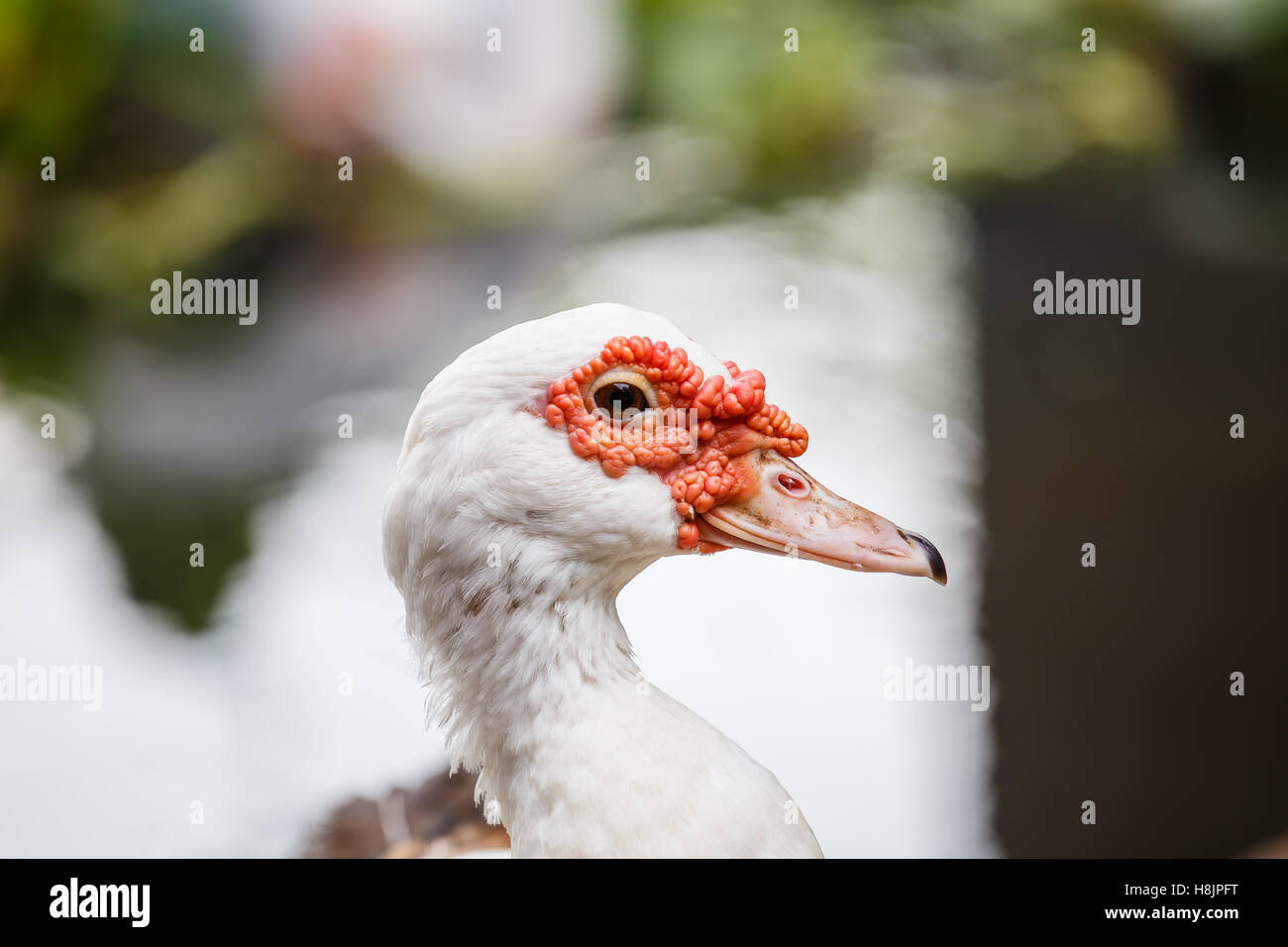 Closeup duck head portrait Stock Photo - Alamy