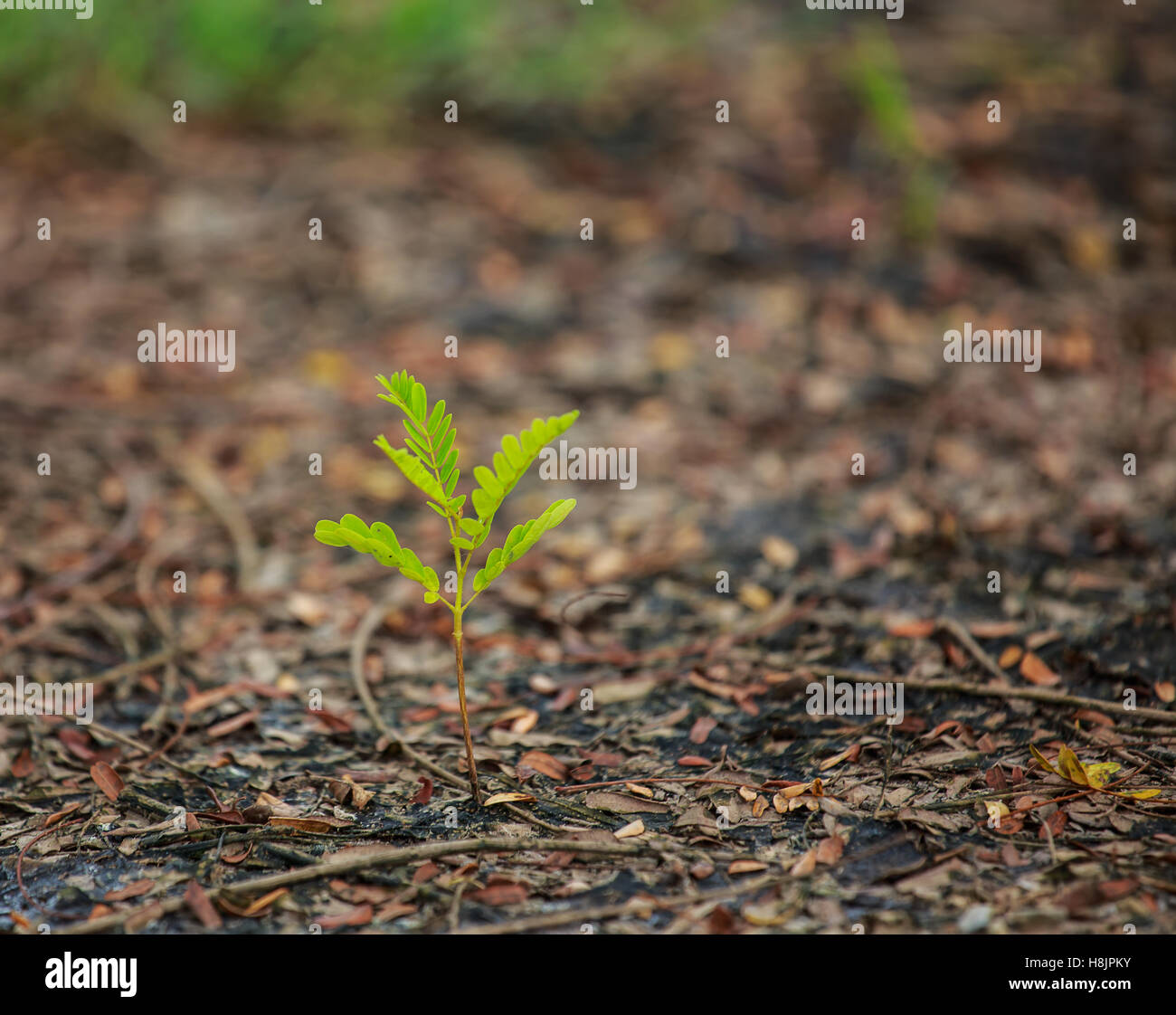 seed tree close up Stock Photo - Alamy