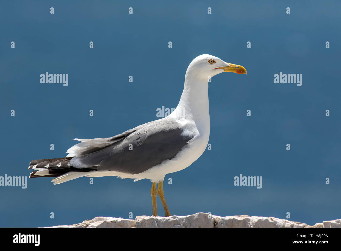 Yellow Legged Gull Stock Photo - Alamy