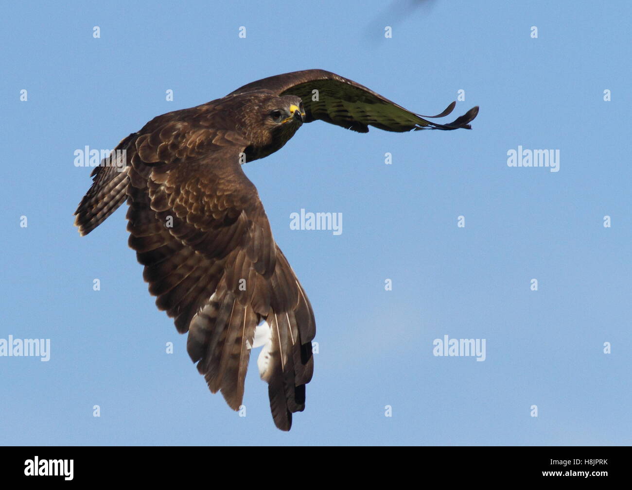 Common Buzzard in Flight Stock Photo - Alamy