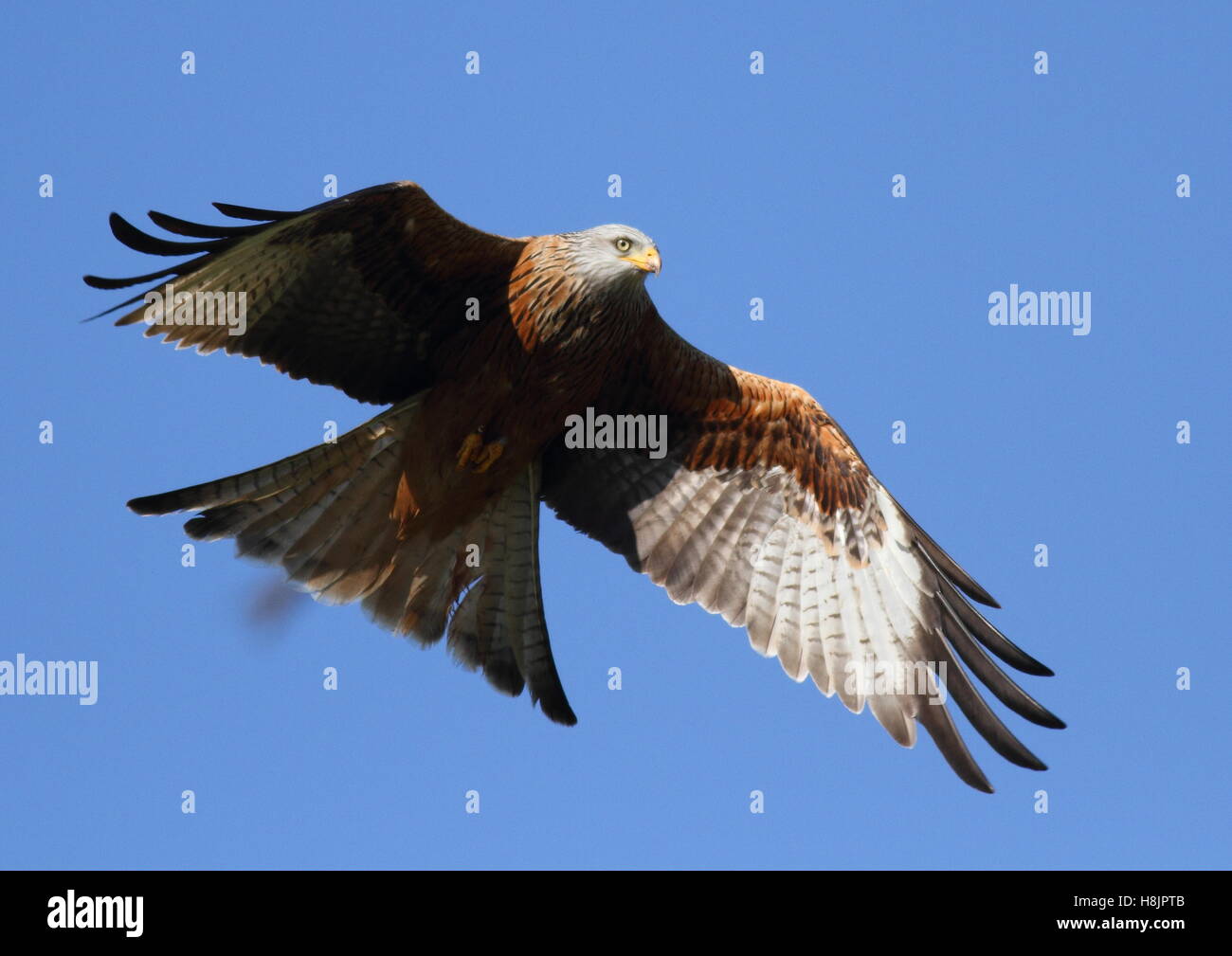 Red Kite in Flight Stock Photo - Alamy