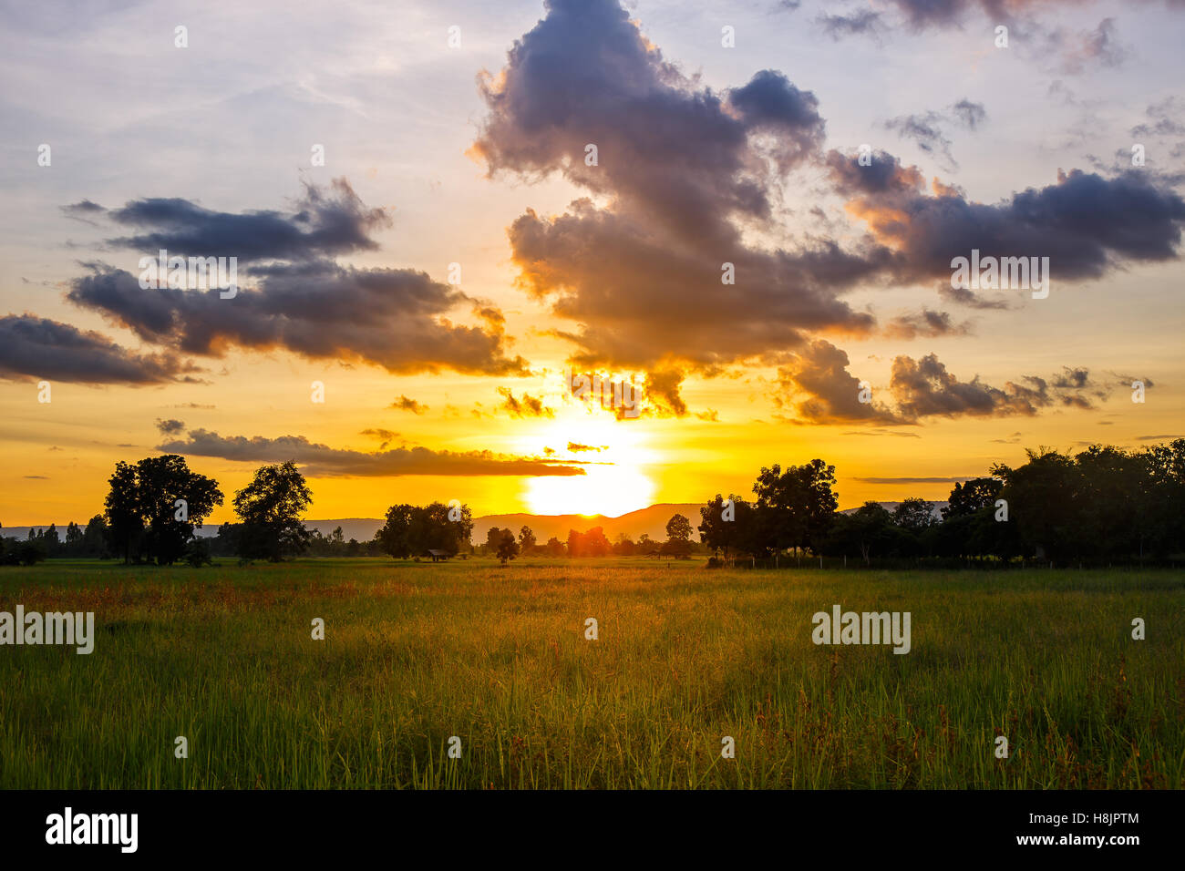 Rice fields in the evening during sunset Stock Photo - Alamy