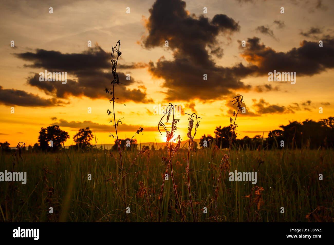 Rice fields in the evening during sunset Stock Photo - Alamy
