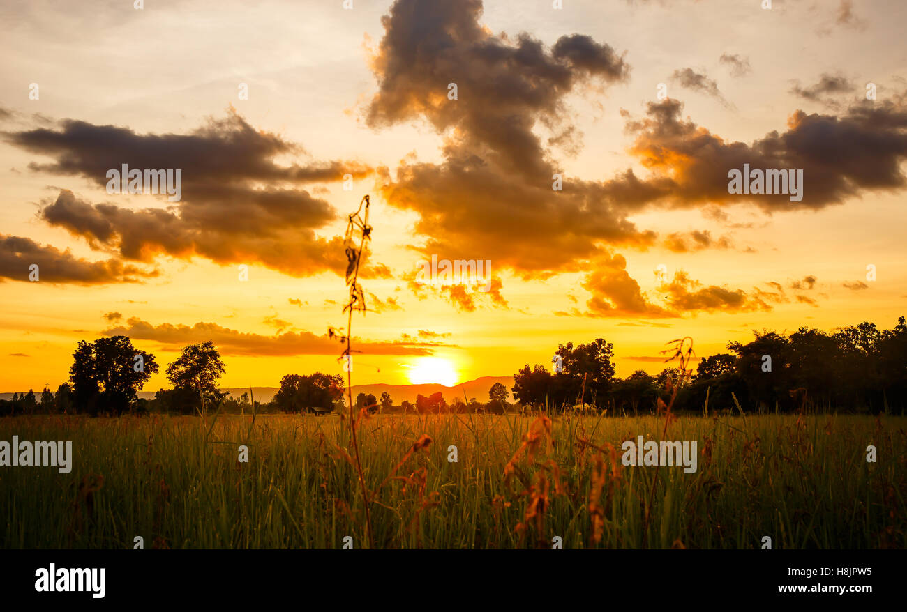 Rice fields in the evening during sunset Stock Photo - Alamy