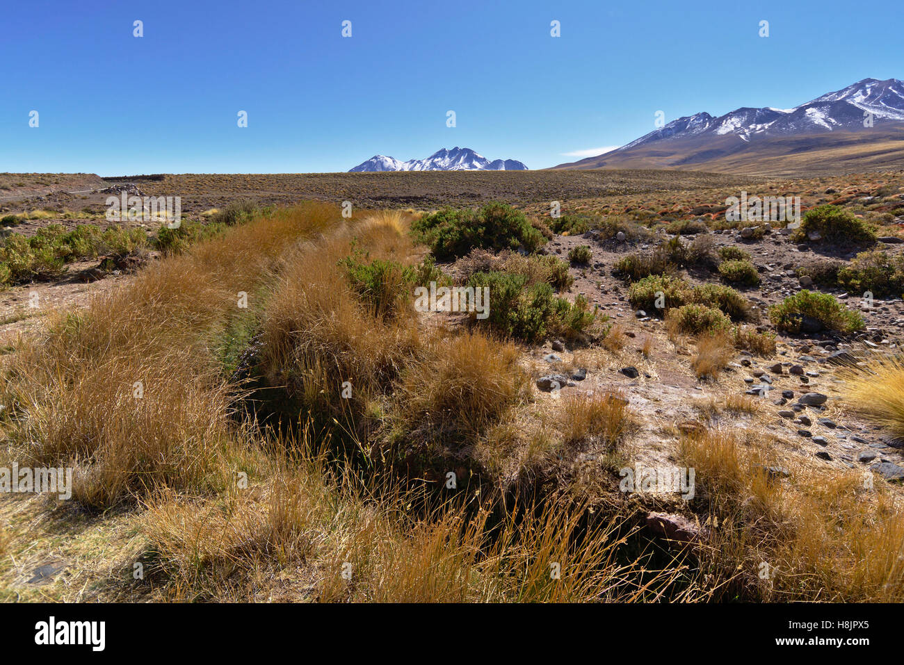High altitude vegetation hi-res stock photography and images - Alamy