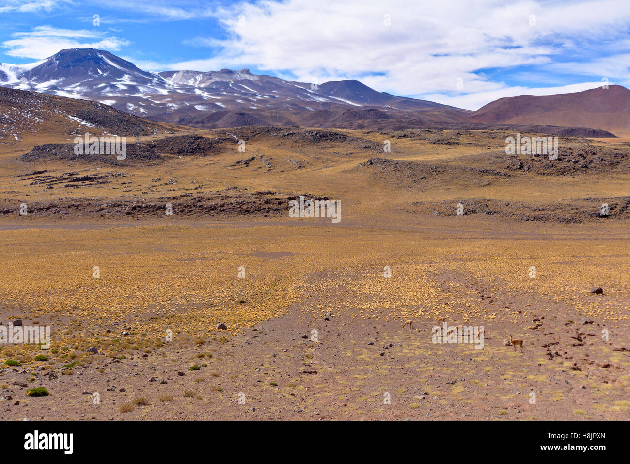 High altitude valley with mountains, vegetation and wildlife Stock ...