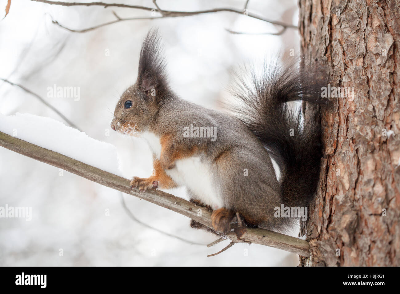 Cute squirrel looking at winter scene, snowy park or forest Stock Photo ...