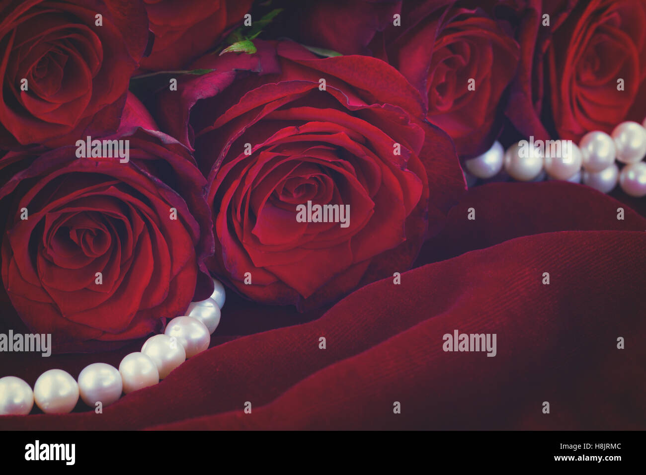 red rose on velvet Stock Photo - Alamy