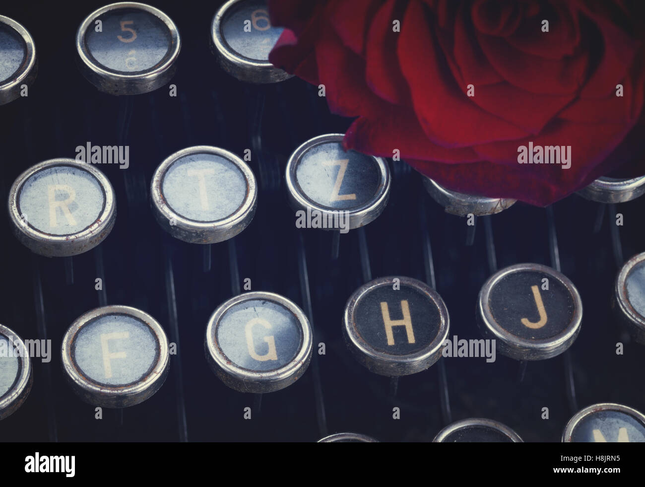 red rose on typewriter Stock Photo - Alamy