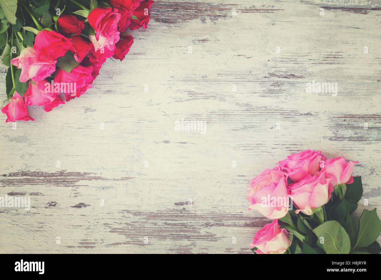 Pink fresh roses Stock Photo - Alamy