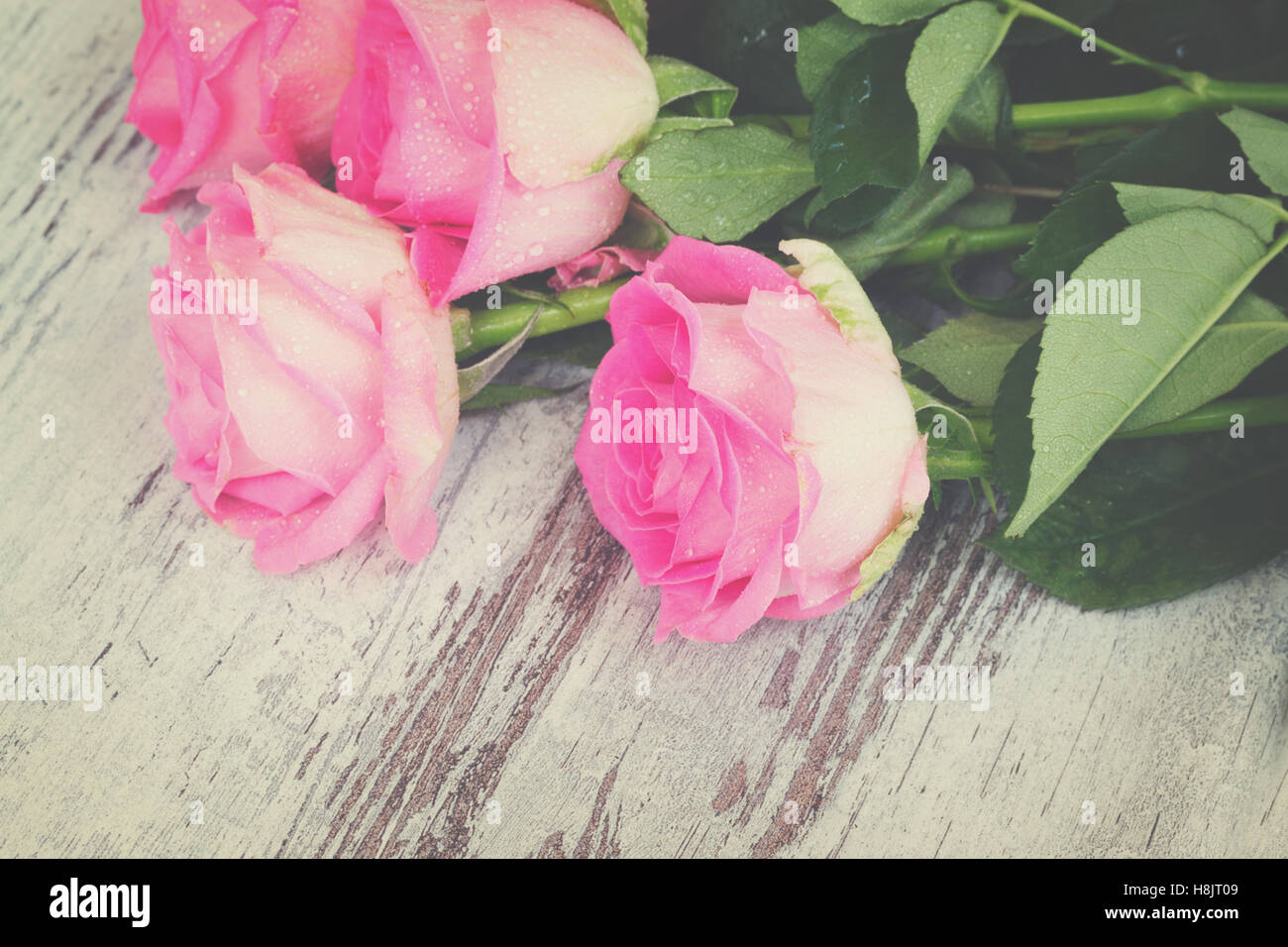 Pink fresh roses Stock Photo - Alamy