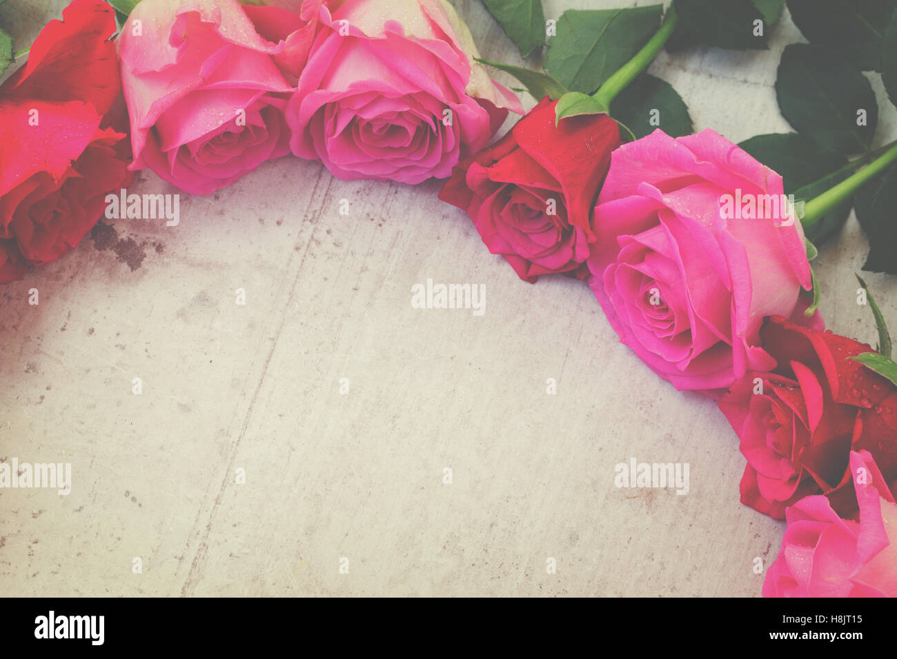 Pink fresh roses Stock Photo - Alamy