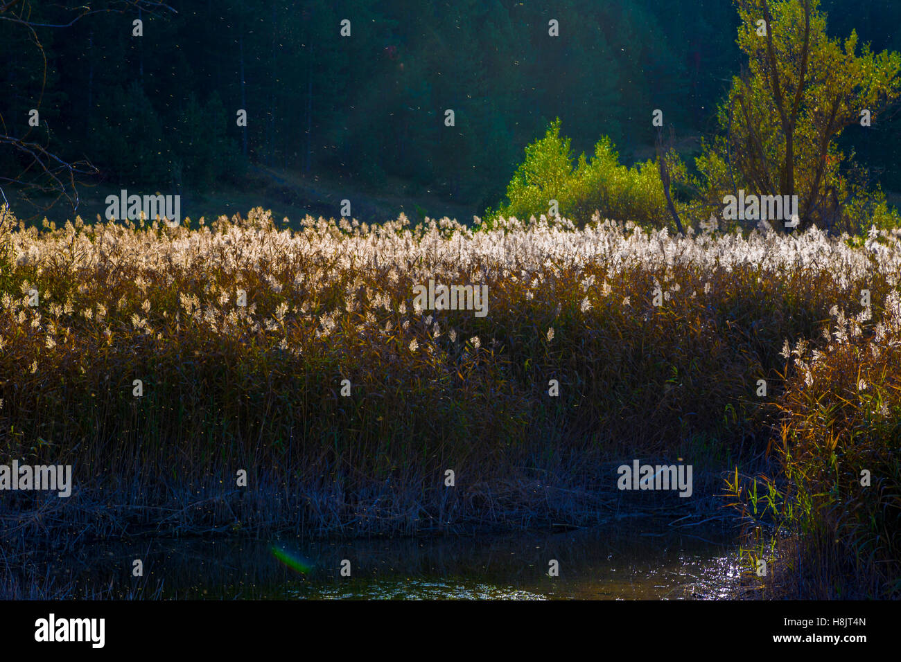 Autumn colors in Abruzzo (L'Aquila, Italy) - Nature Stock Photo - Alamy