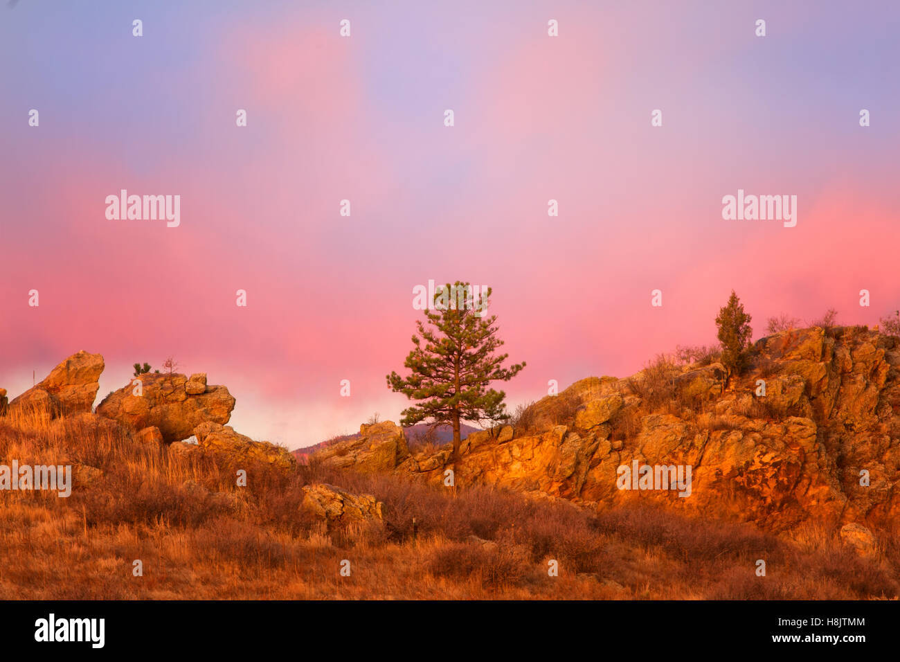 Tree stands in open hi-res stock photography and images - Alamy