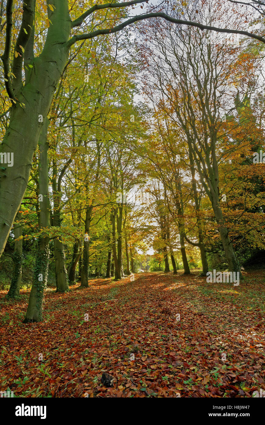 Beautiful path through the woods hi-res stock photography and images ...
