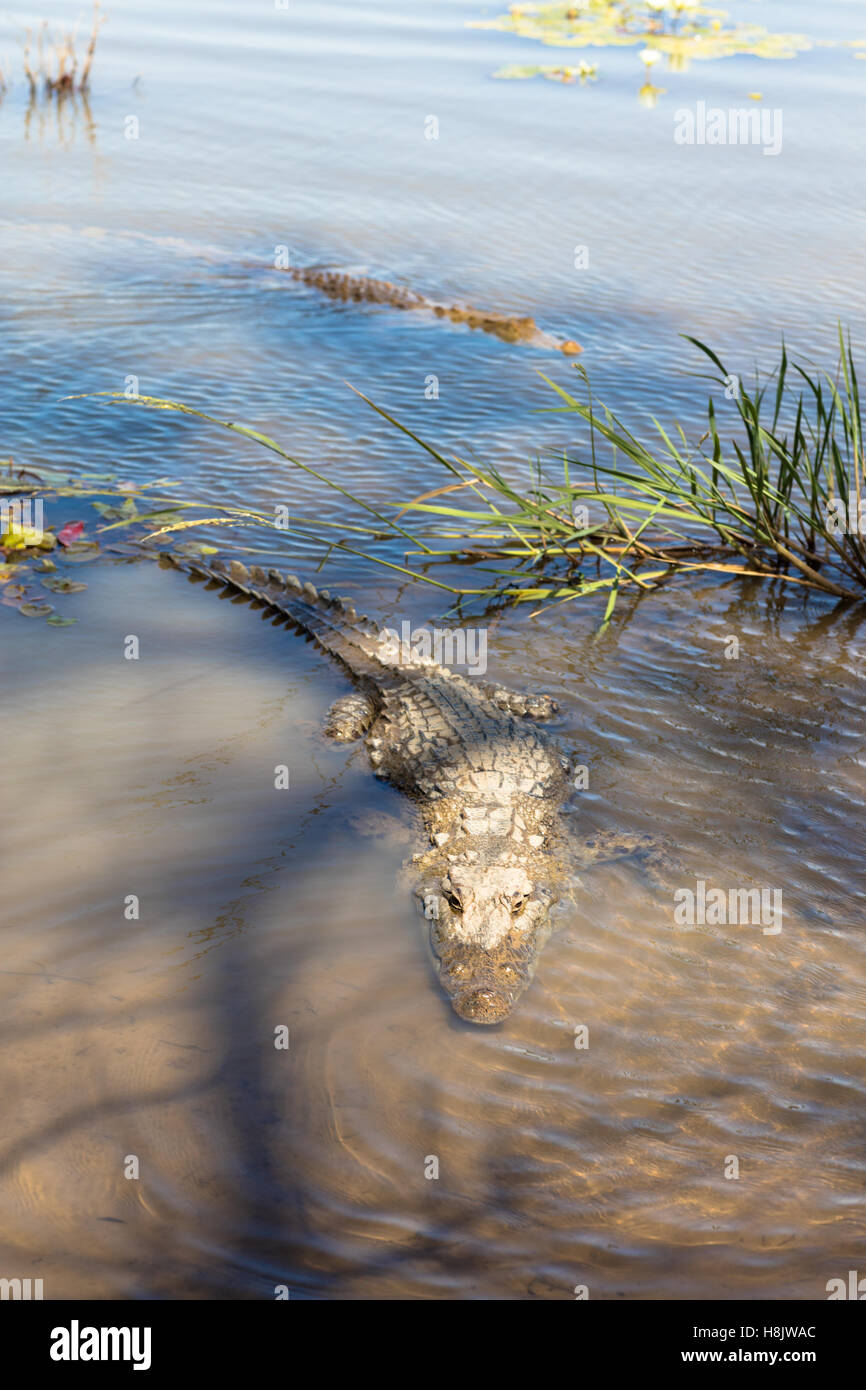 Sacred crocodile in Sabou, Burkina Faso, Africa Stock Photo - Alamy