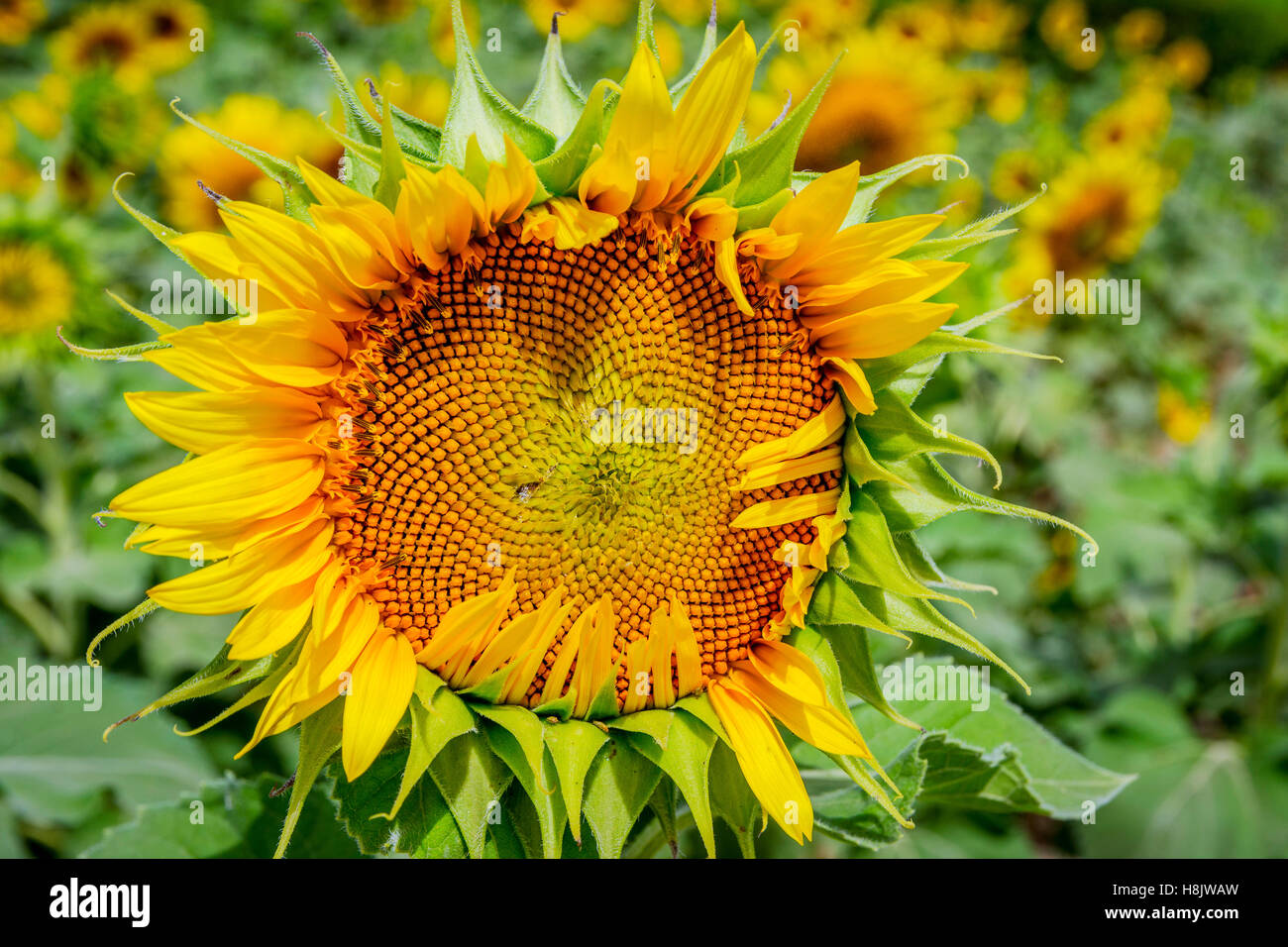 Sunflower bloom hi-res stock photography and images - Alamy
