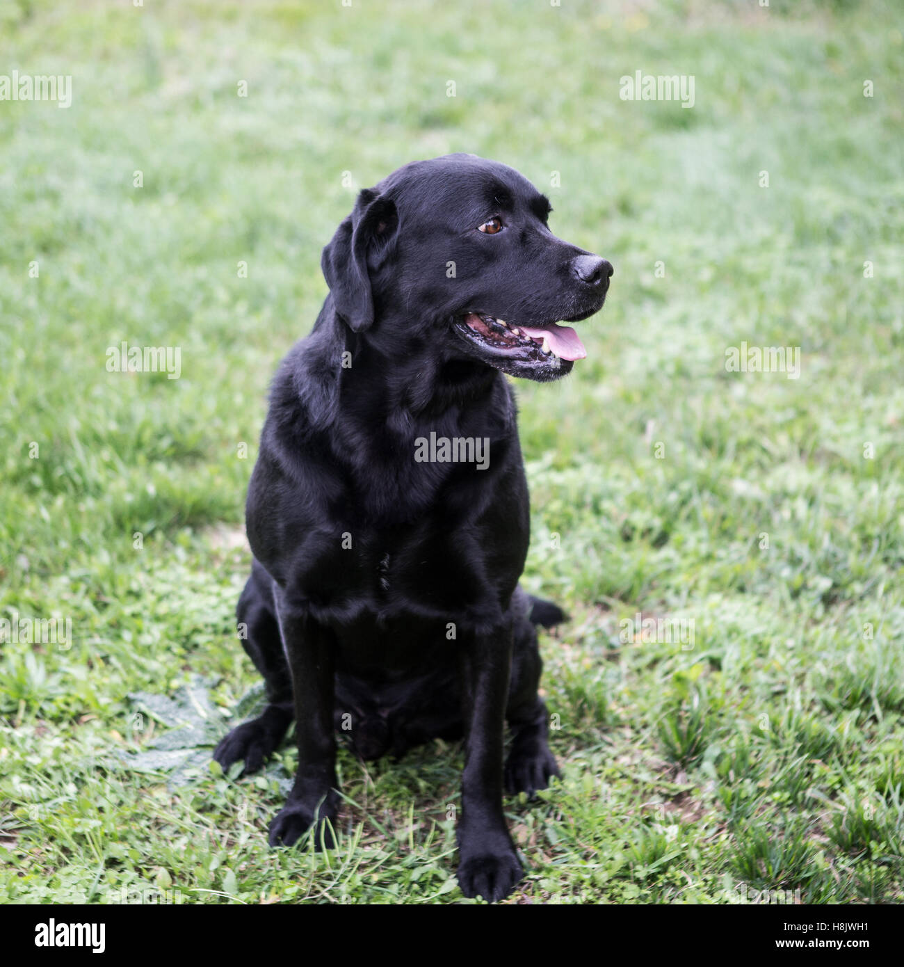 beautiful Black Labrador Retriever Stock Photo - Alamy