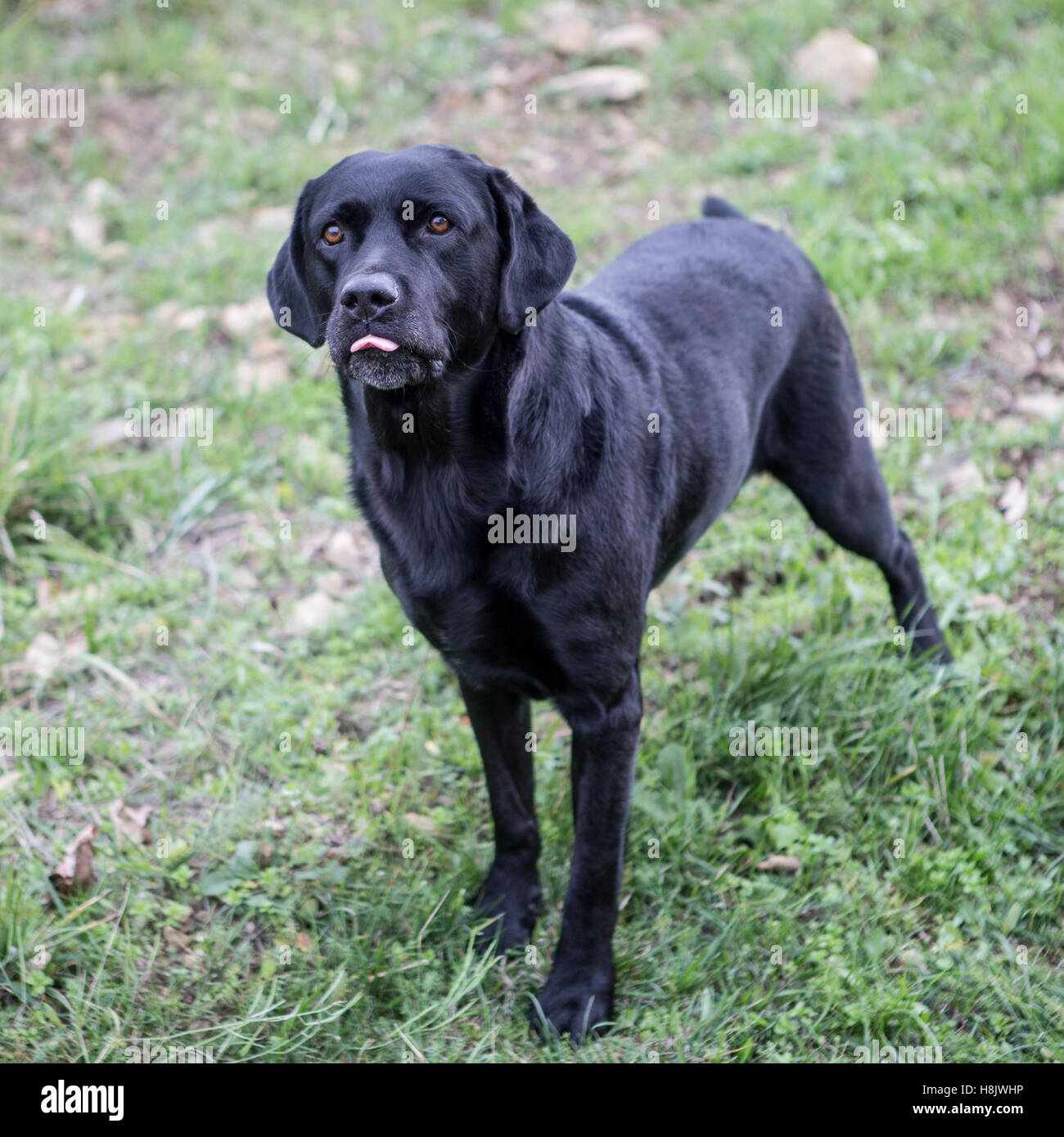 beautiful Black Labrador Retriever Stock Photo - Alamy