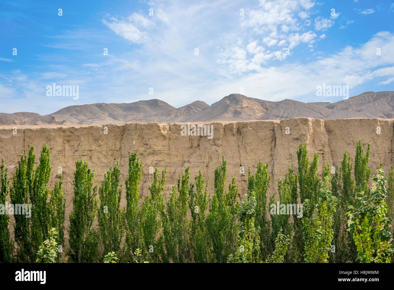 China desert tree hi-res stock photography and images - Alamy