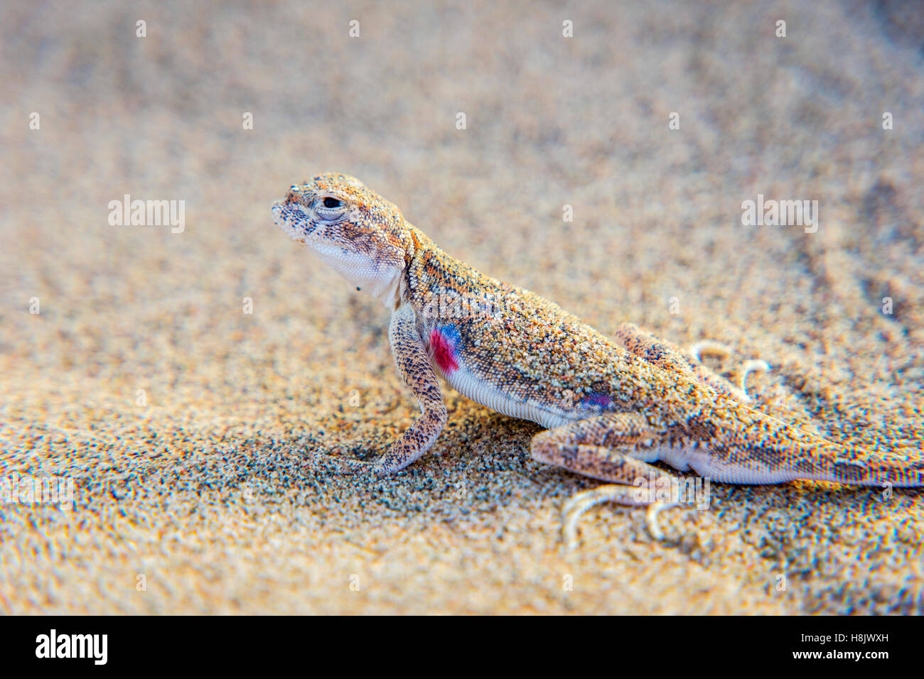 Lizard hiding in the sand in Gobi desert, China Stock Photo - Alamy