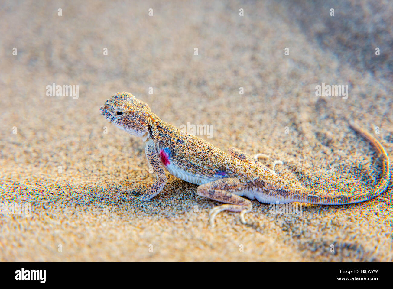 Animal hiding in the desert hi-res stock photography and images - Alamy
