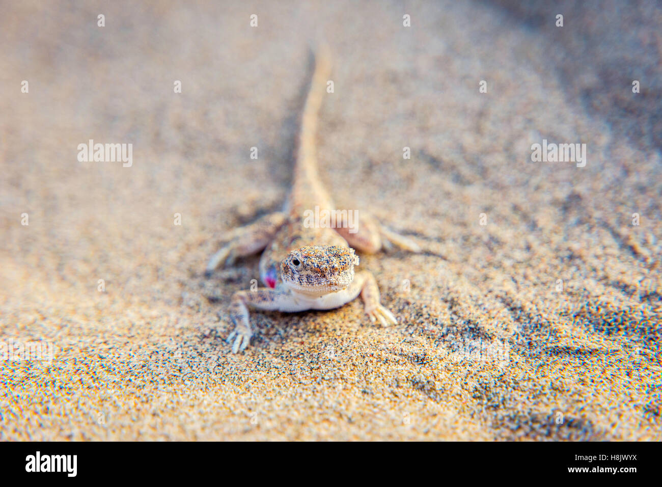 Lizard hiding in the sand in Gobi desert, China Stock Photo - Alamy