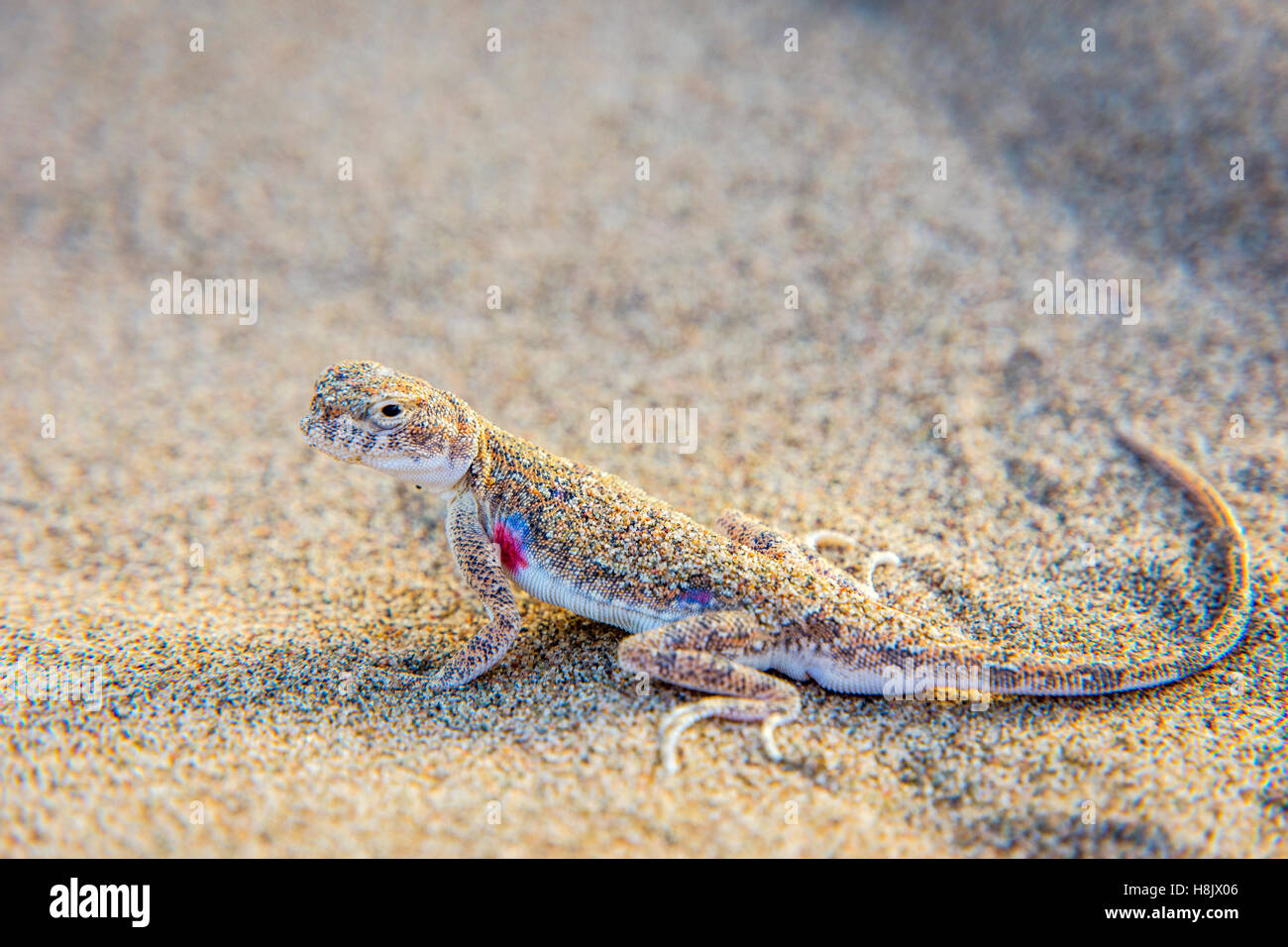Lizard hiding in the sand in Gobi desert, China Stock Photo - Alamy
