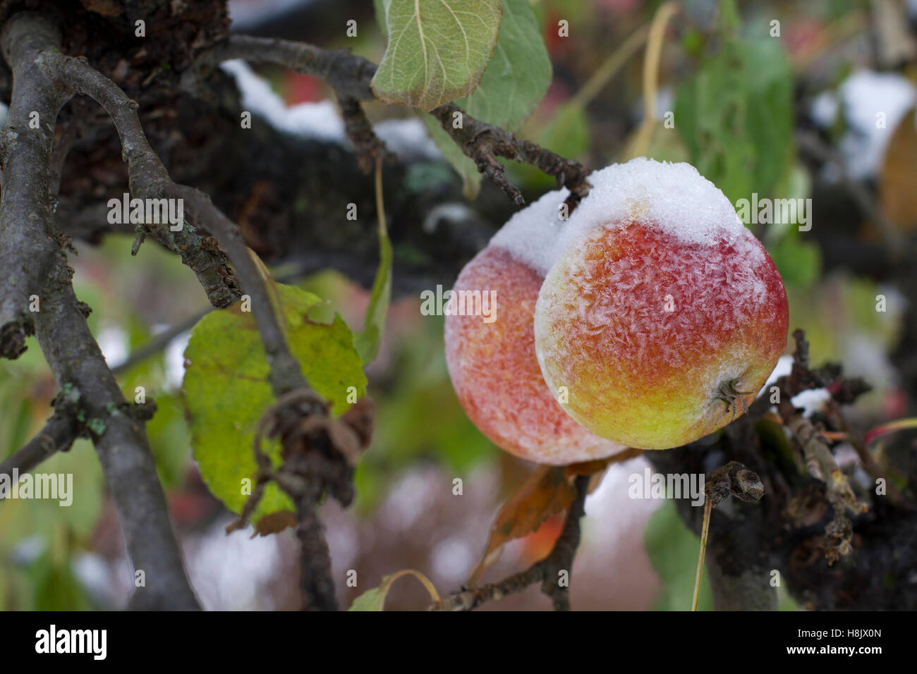 Ingrid marie hi-res stock photography and images - Alamy