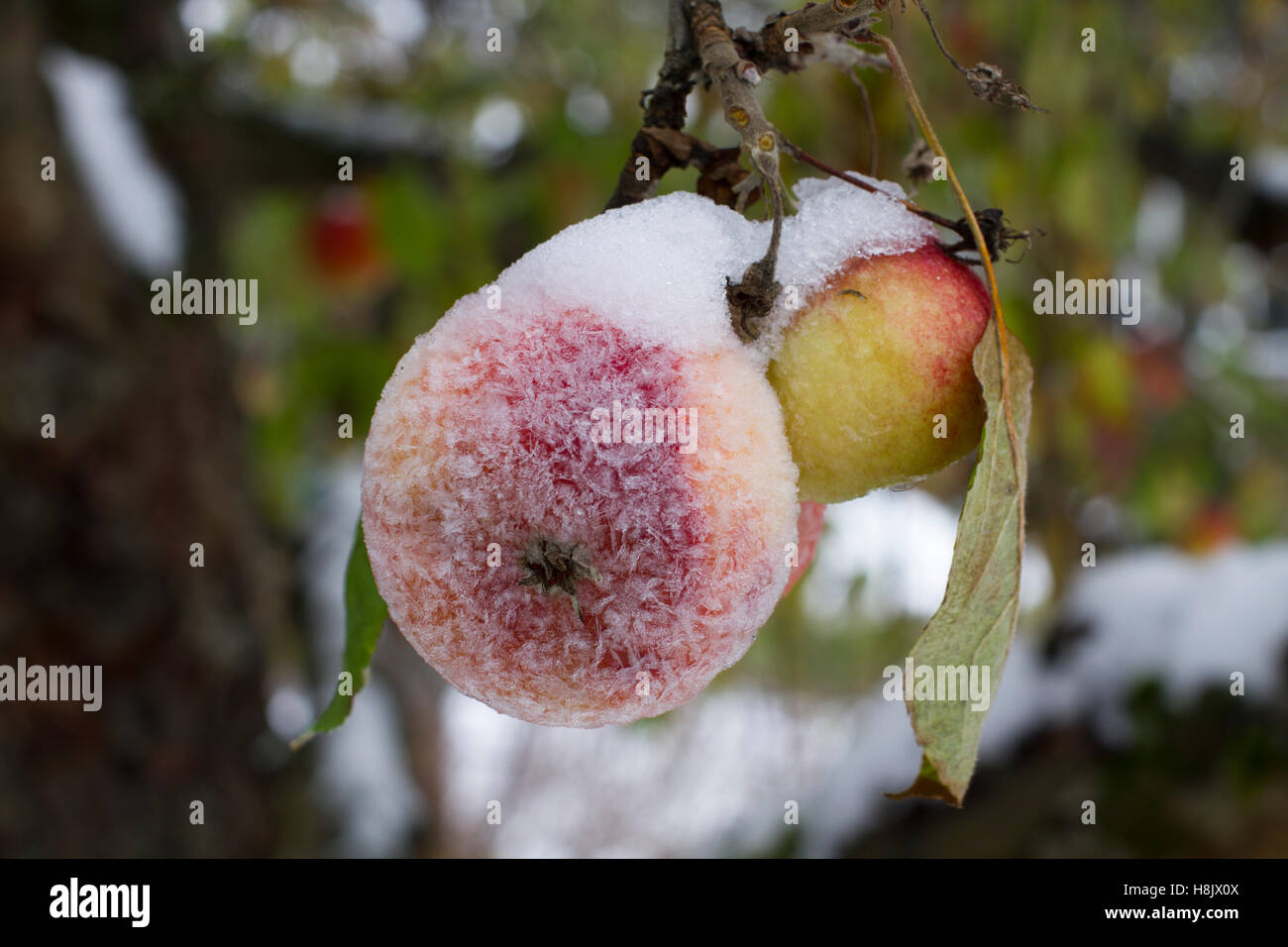 Ingrid marie apple hi-res stock photography and images - Alamy