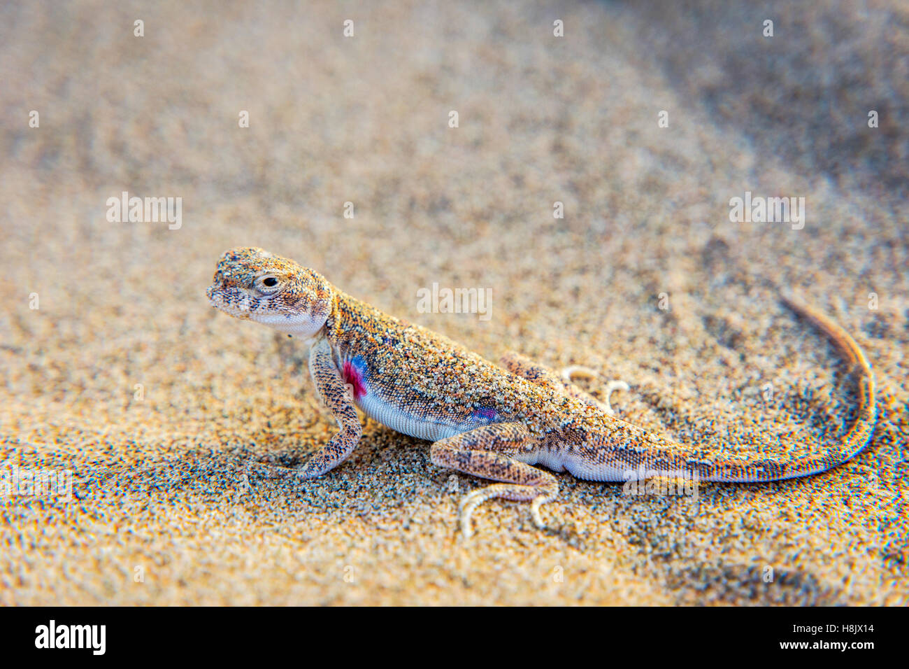 Lizard hiding in the sand in Gobi desert, China Stock Photo - Alamy