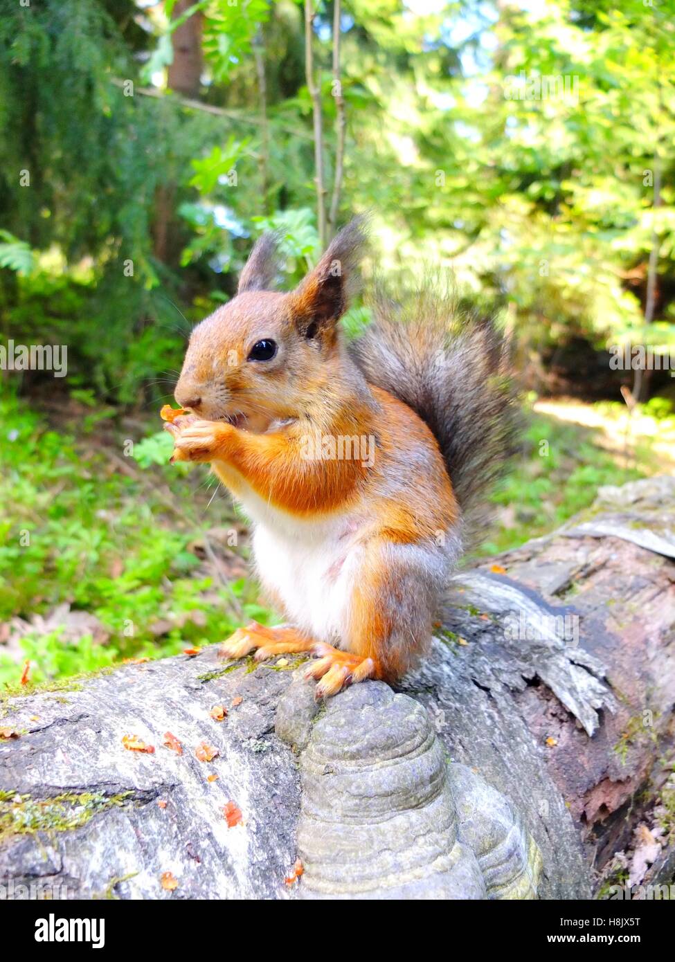 Cute squirrel eating in a forest closeup Stock Photo - Alamy