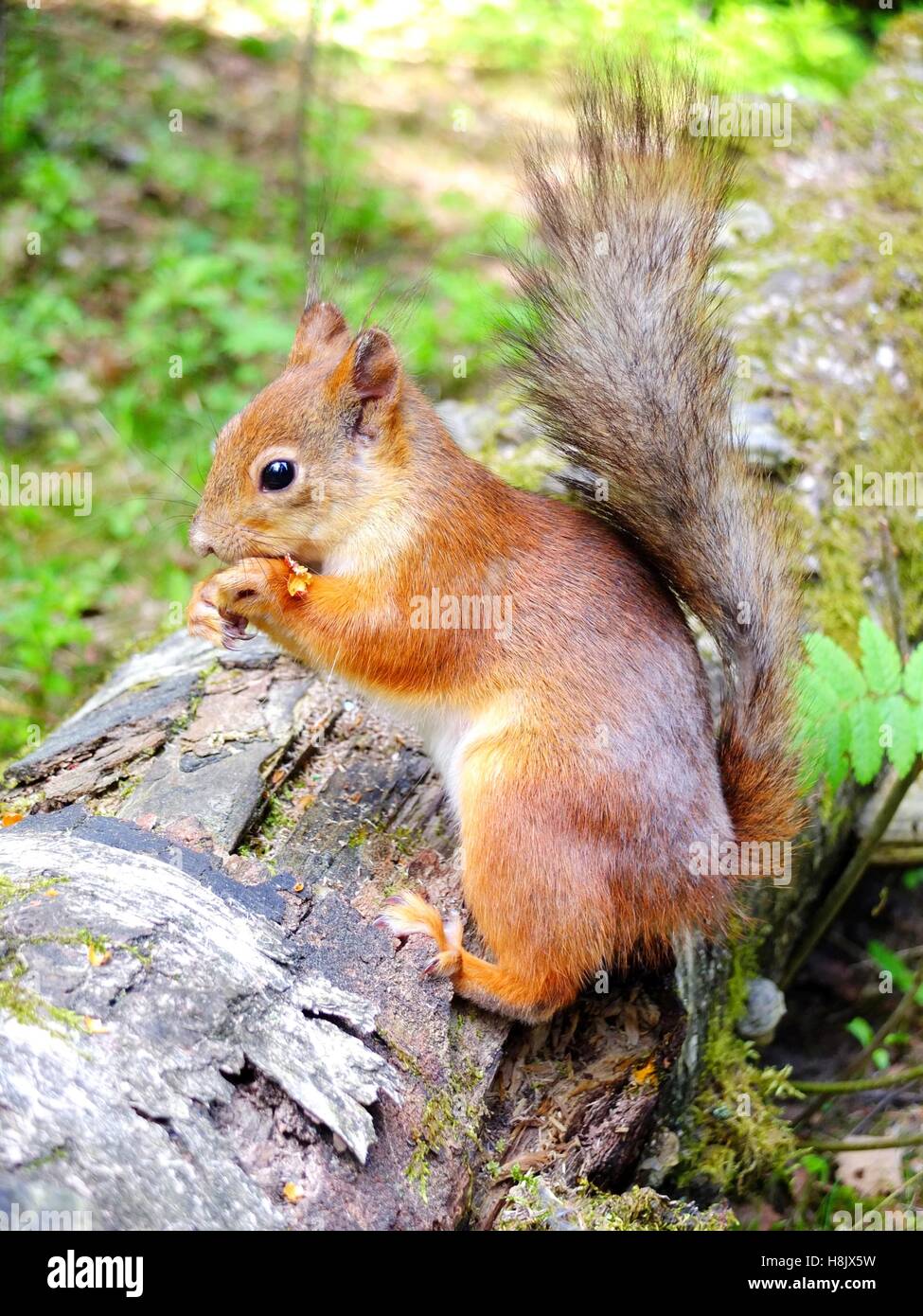 Cute squirrel eating in a forest closeup Stock Photo - Alamy