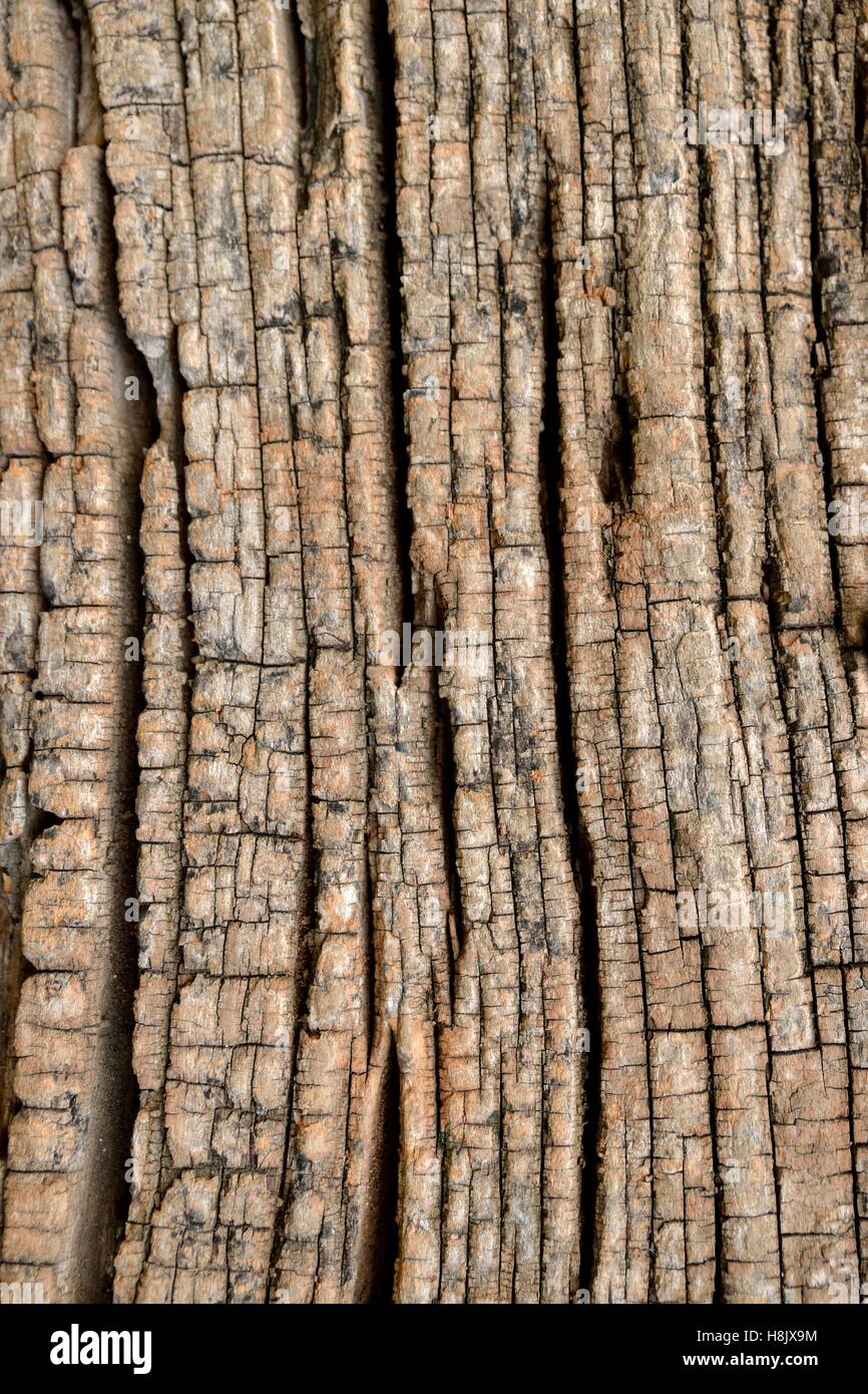 Hazel wood texture hi-res stock photography and images - Alamy