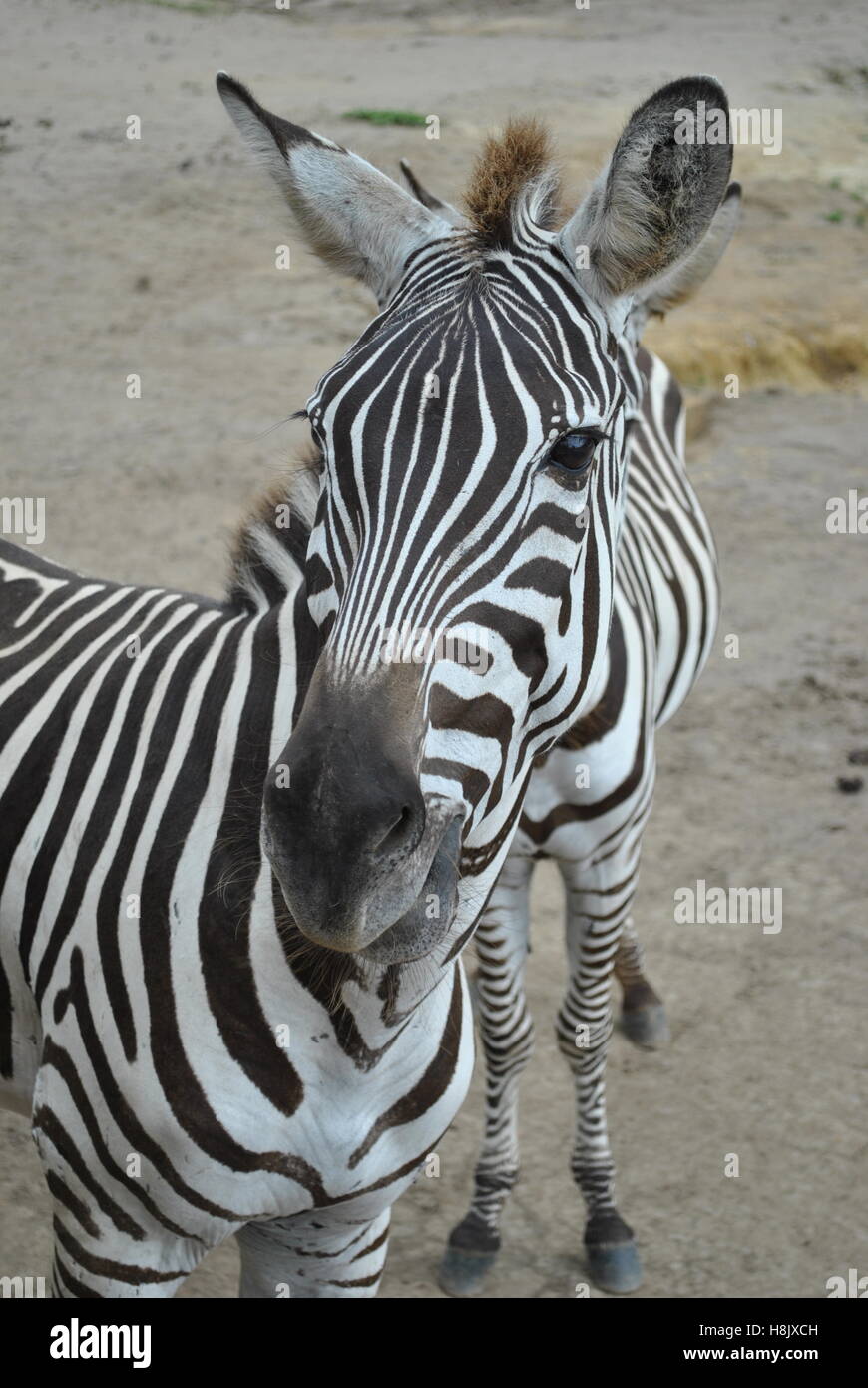 Zebra with two bodies Stock Photo - Alamy