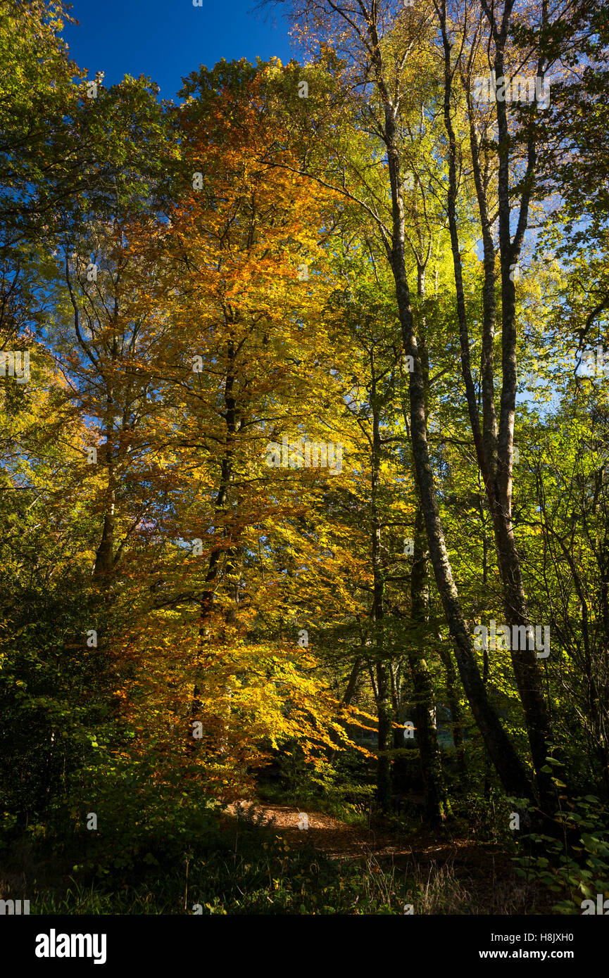 Copper coloured beech tree hi-res stock photography and images - Alamy