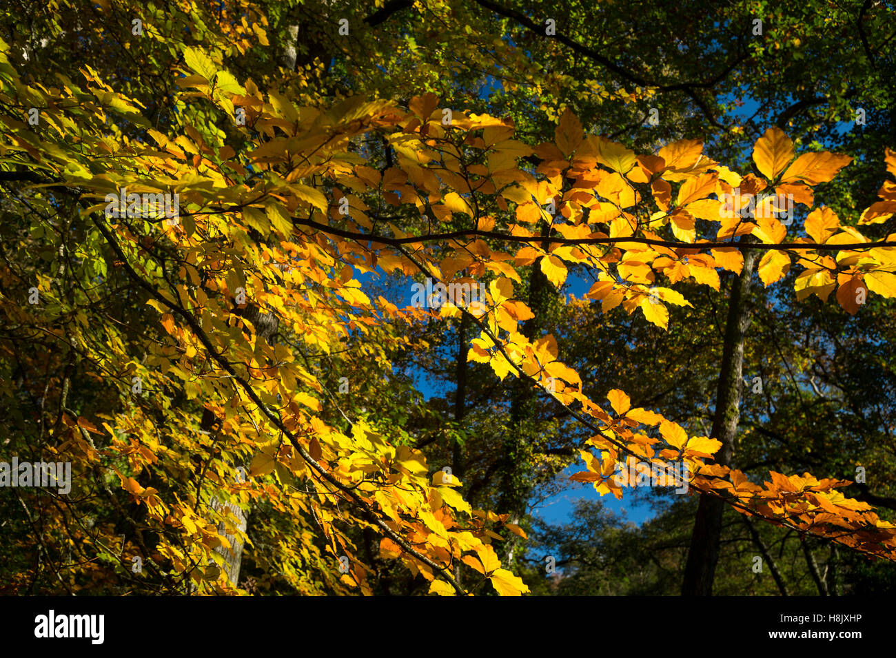 Autumn coloured leaves of beech fagus sylvatica hi-res stock ...