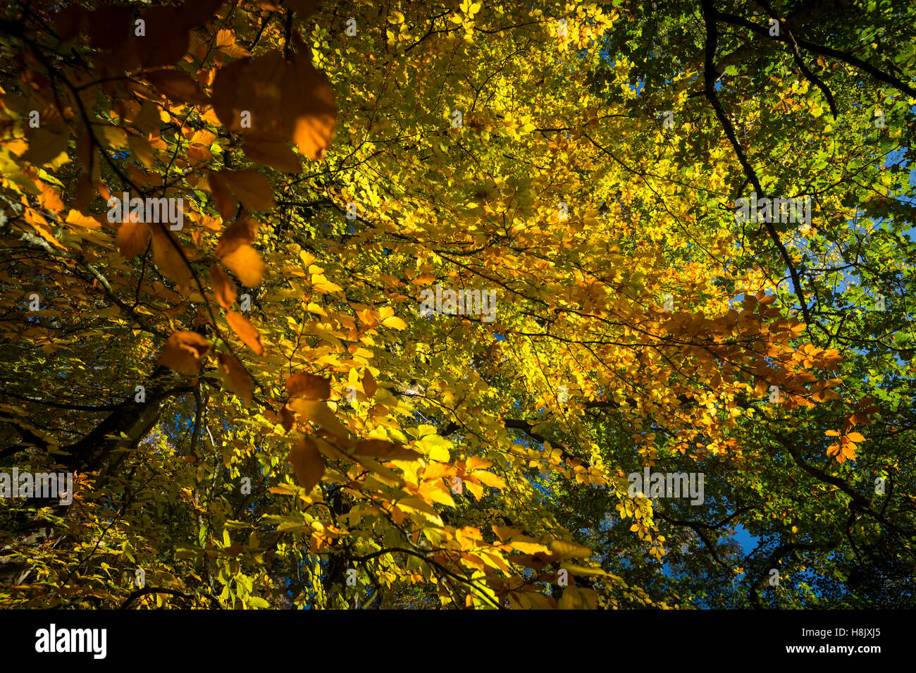 Beech tree colours hi-res stock photography and images - Alamy