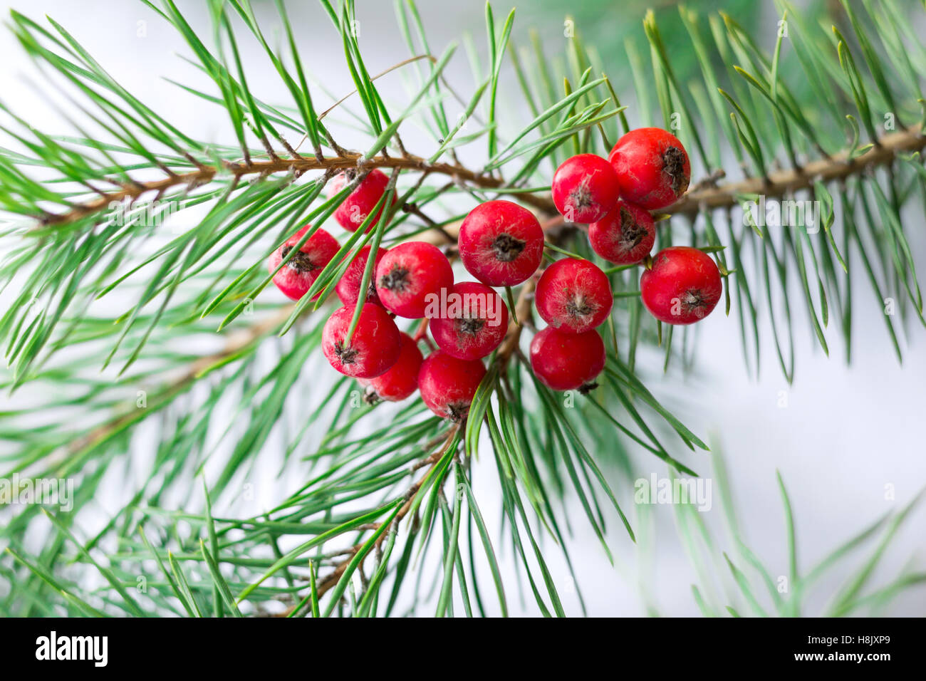 Pine tree berries hi-res stock photography and images - Alamy