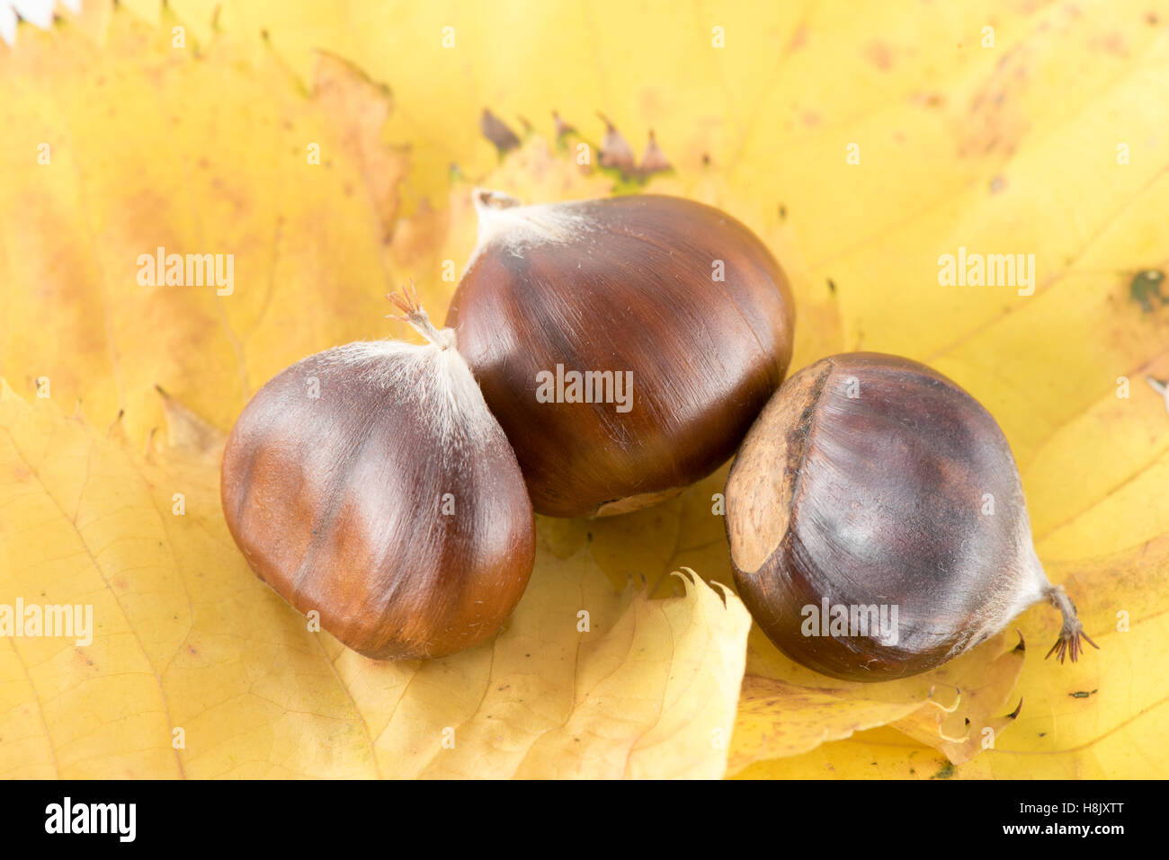 Autumn natural decoration chestnuts hi-res stock photography and images ...