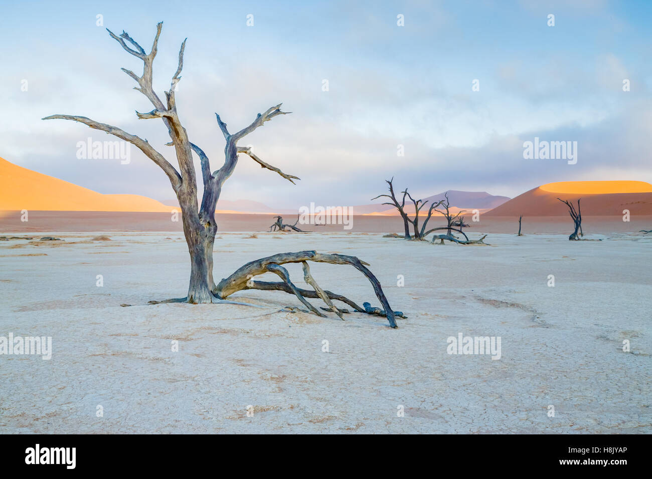 Dead vlei in the Sossousvlei area of Namibia with ancient dead trees ...