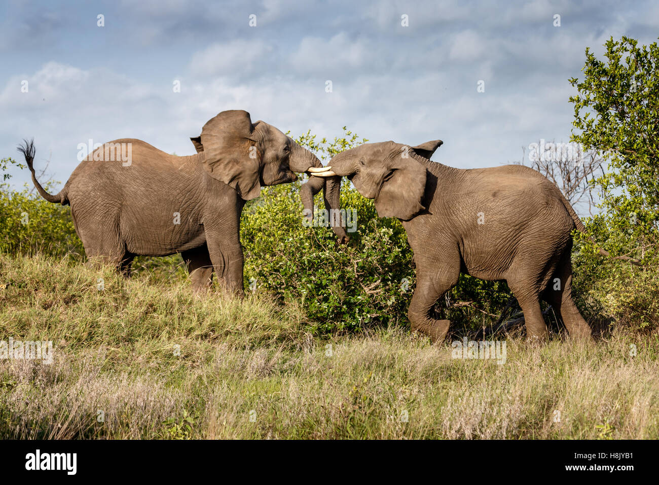 Two young elephant bulls testing their strength Stock Photo - Alamy